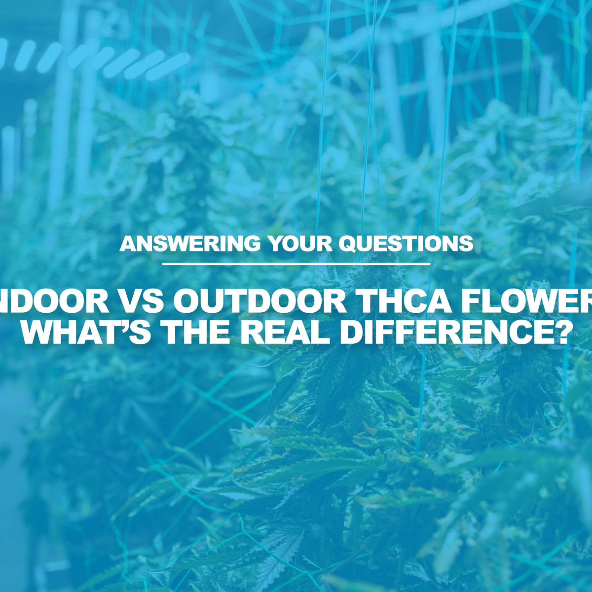 Indoor vs Outdoor THCA Flower: What’s the Real Difference? – Little High