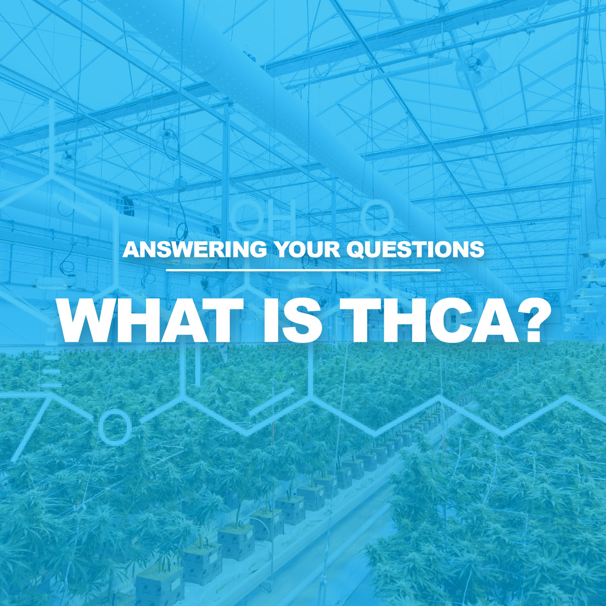 What is THCA? The Ultimate Guide to This Powerful Cannabinoid – Little High