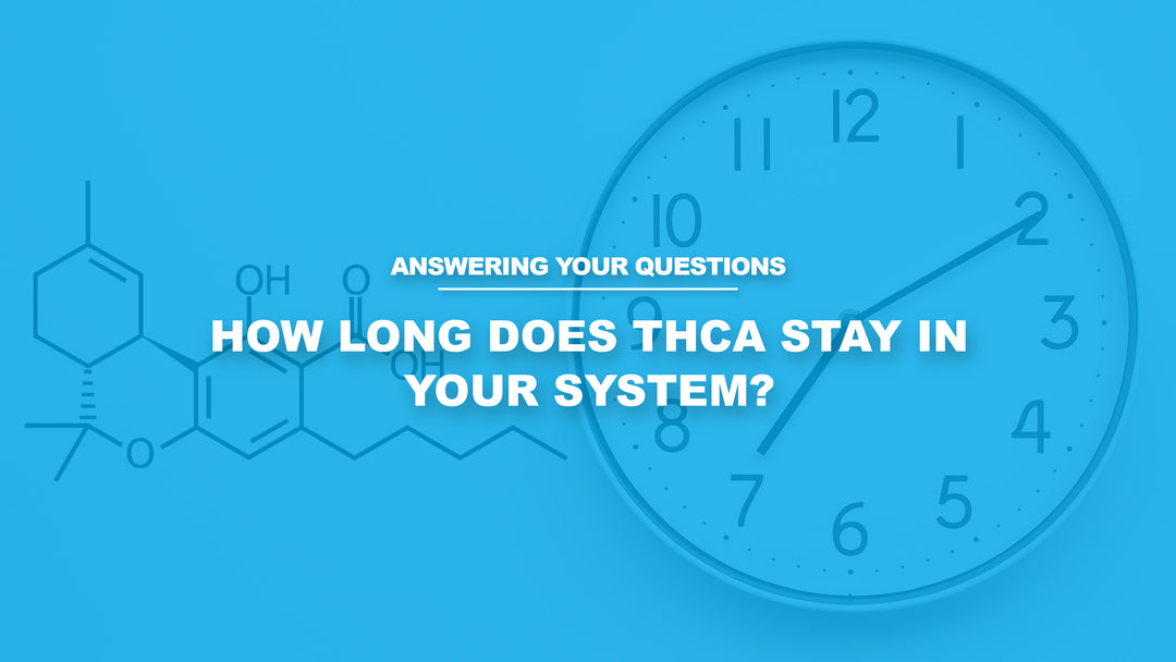 How Long Does THCA Stay in Your System? – Little High