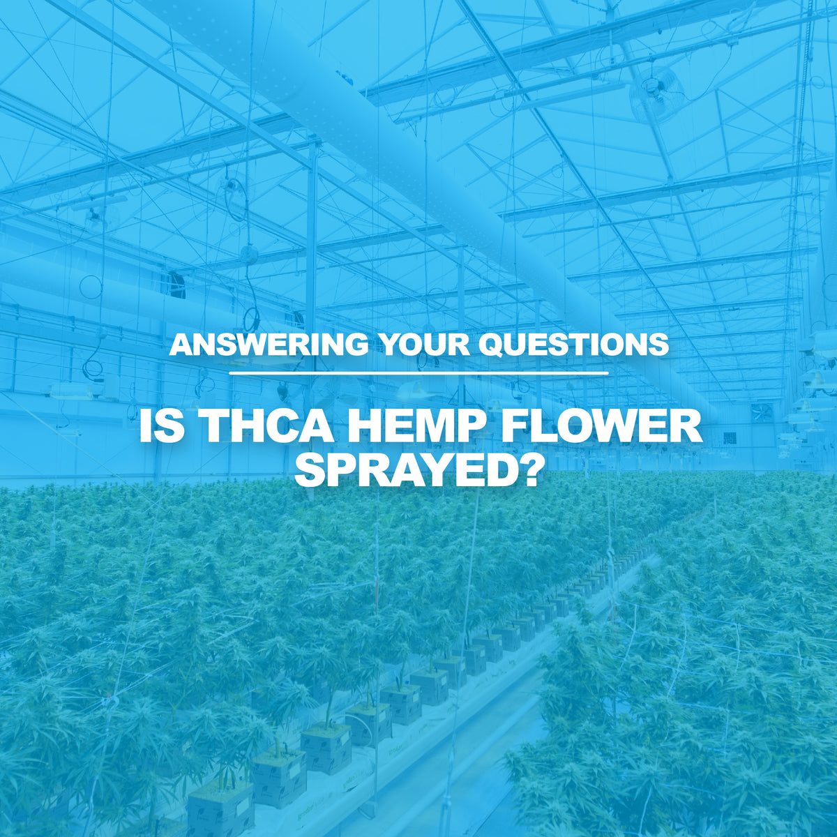 Is THCA Flower Sprayed? Unraveling the Truth Behind THCA Cultivation ...