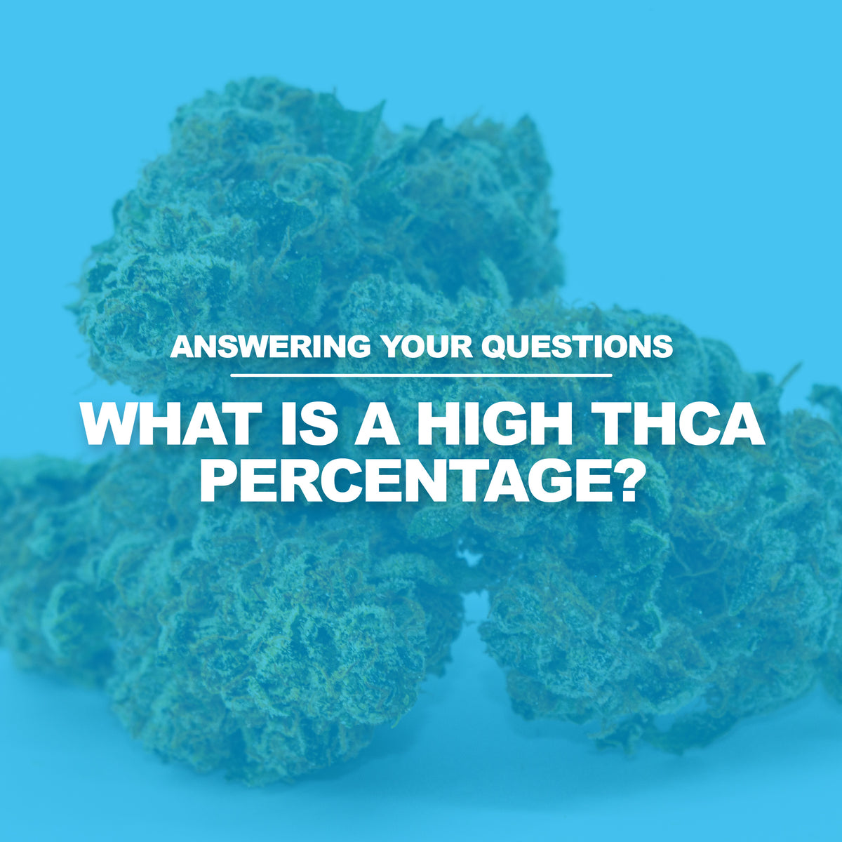 What Is A High THCA Percentage Little High what-is-a-high-thca-percentage-little-high