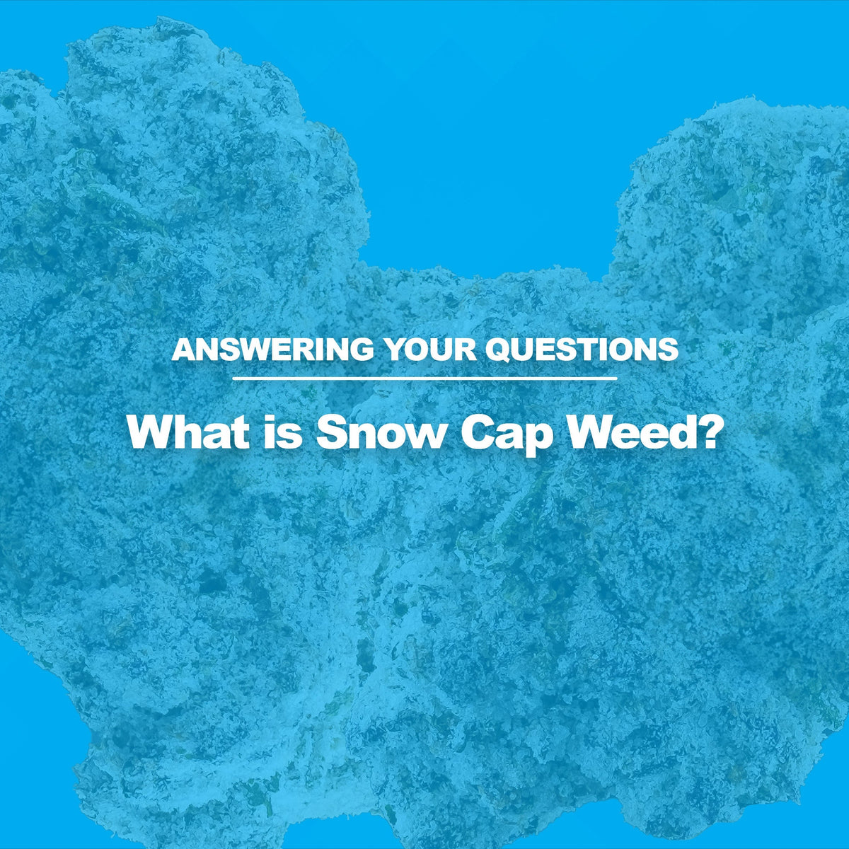What is Snow Cap Weed? – Little High