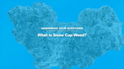 What is Snow Cap Weed? – Little High