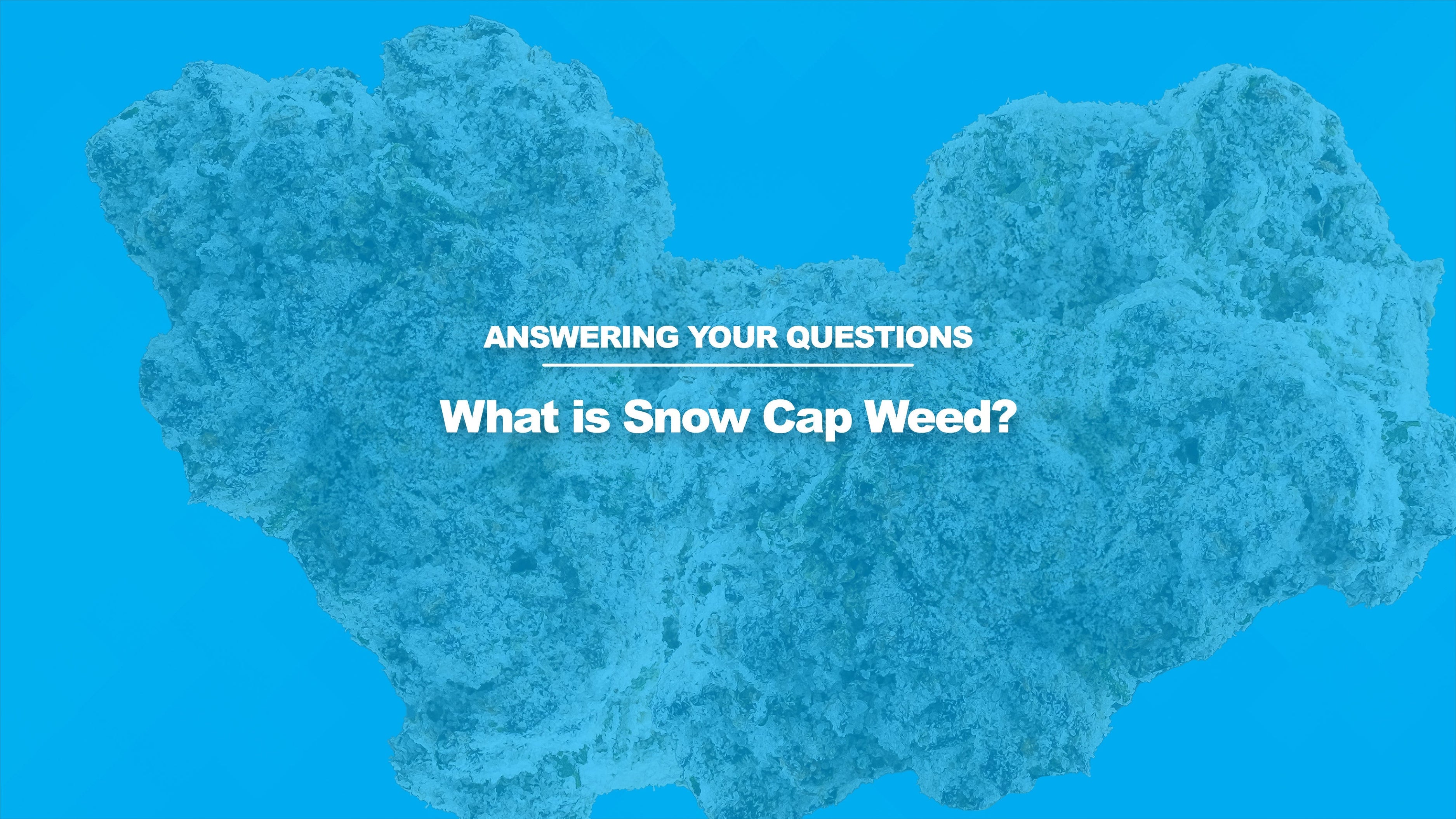 What is Snow Cap Weed? – Little High