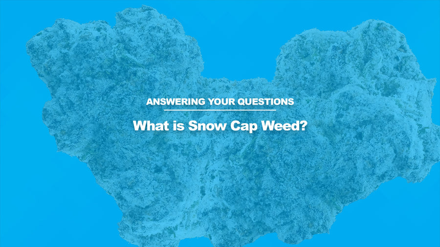 What is Snow Cap Weed? - Little High