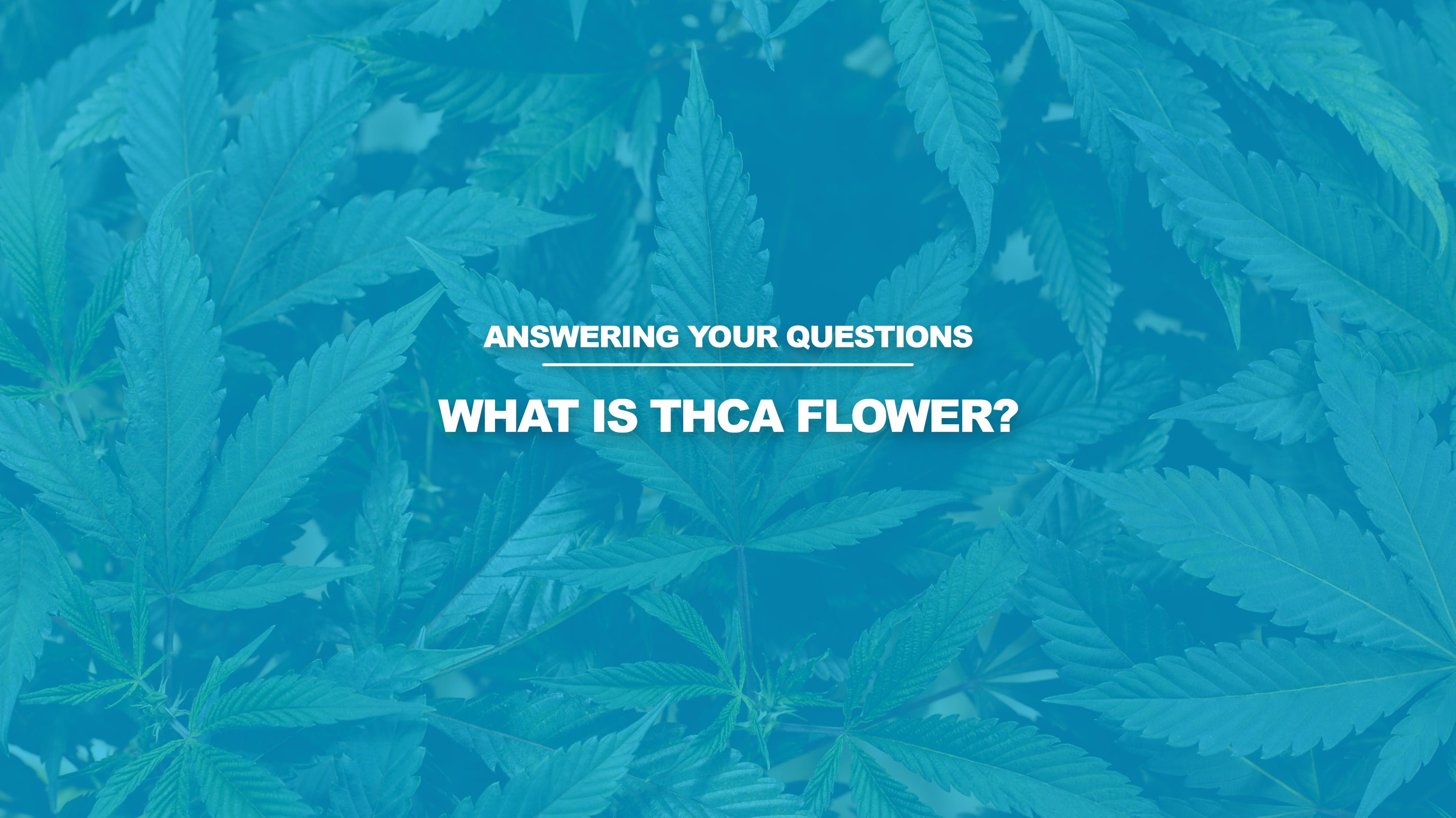 What is THCA Flower? | Little High