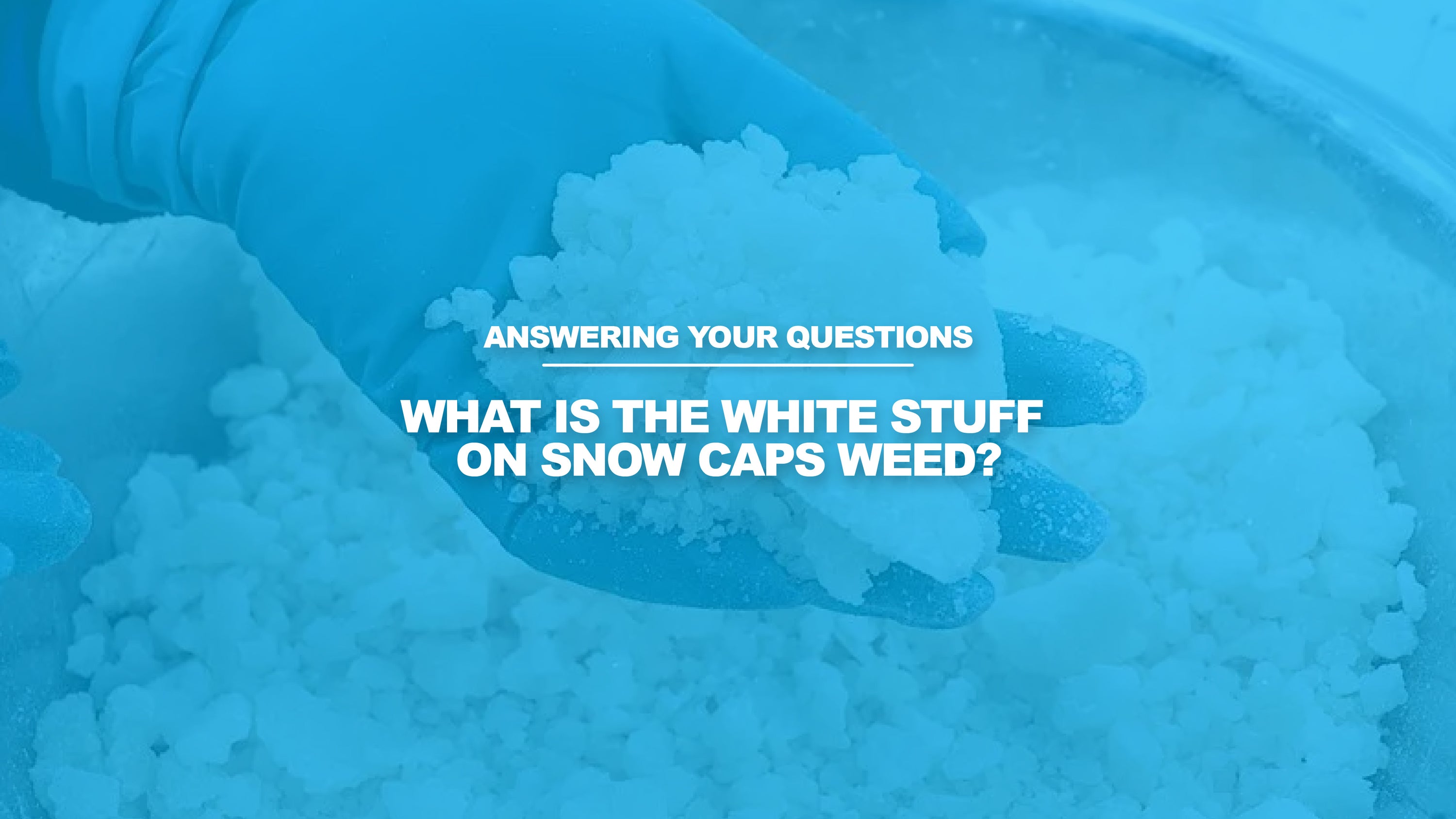 What is The White Stuff on Snow Caps Weed? – Little High